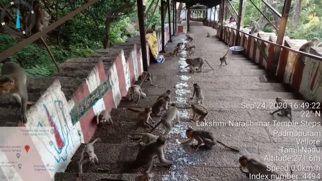 Feeding 2,000 monkeys at famous Sholinghur Temple (VIDEO) - Lotus Times ...